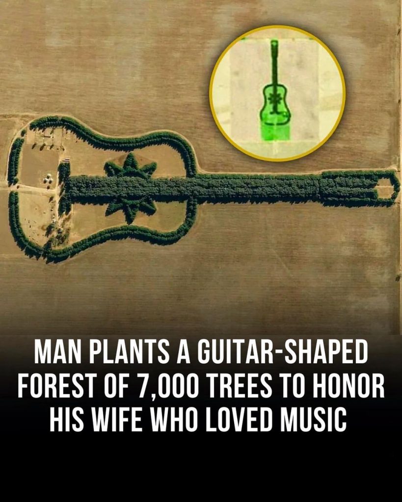 Man Has Created Guitar Shaped Forest with 7,000 Tress to Honor his WIfe ...