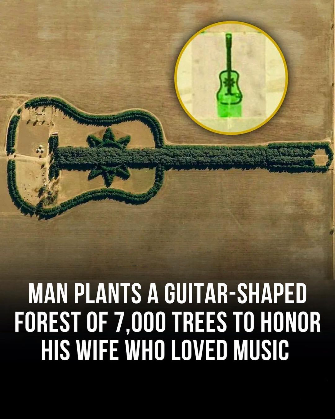 Man Has Created Guitar Shaped Forest with 7,000 Tress to Honor his WIfe ...